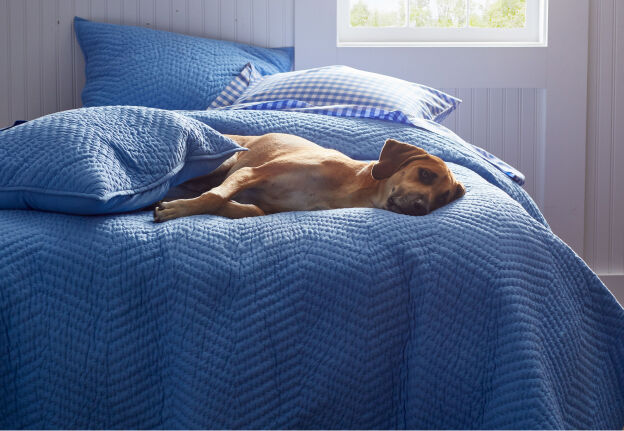 The Best Quilts for Pet Owners | The Company Store